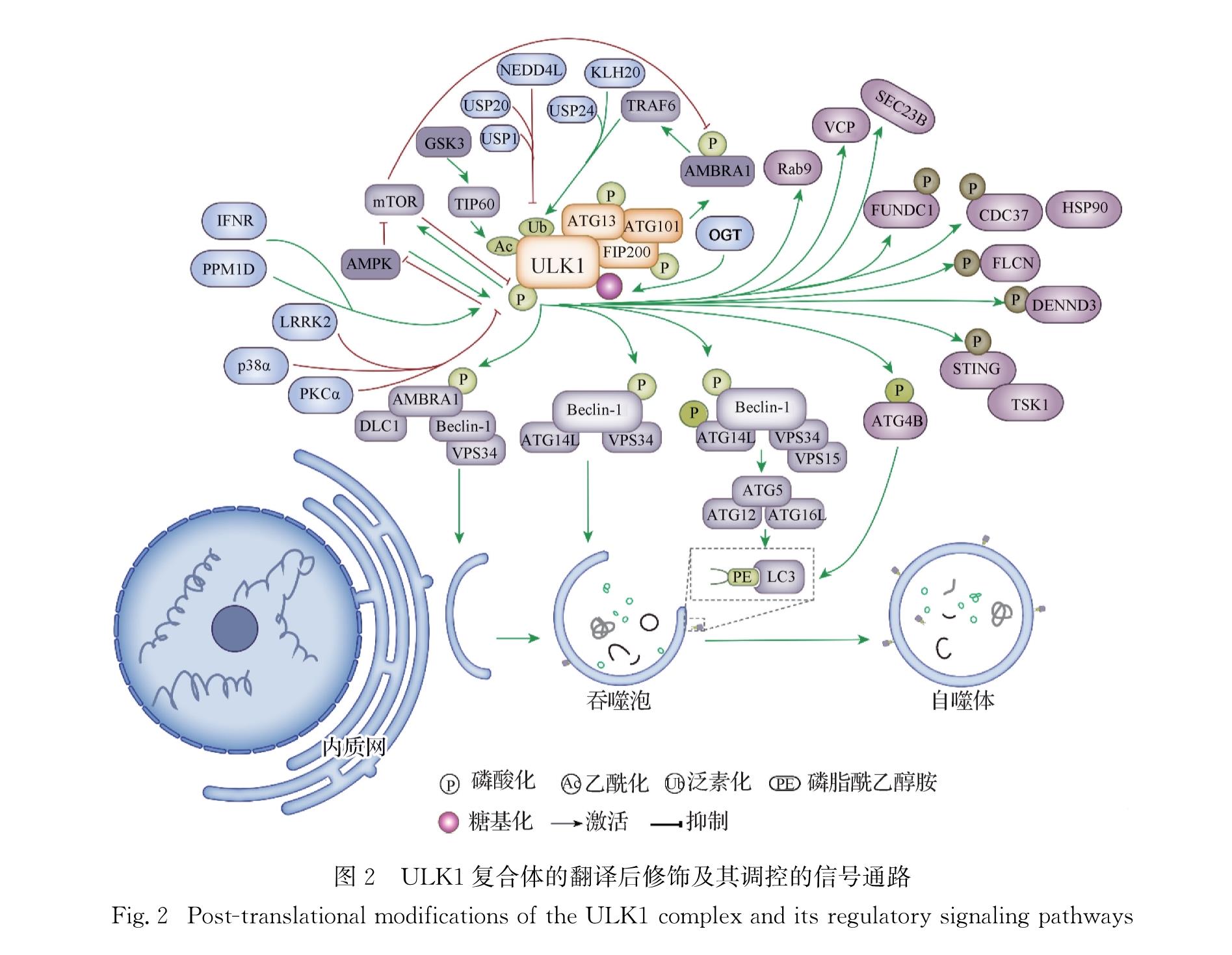 《厦门大学学报（自然科学版）》
