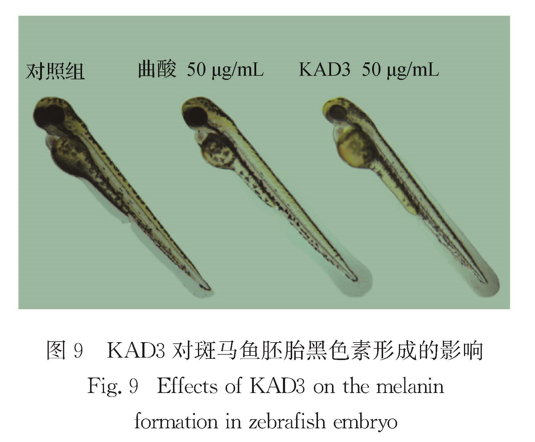 《厦门大学学报（自然科学版）》