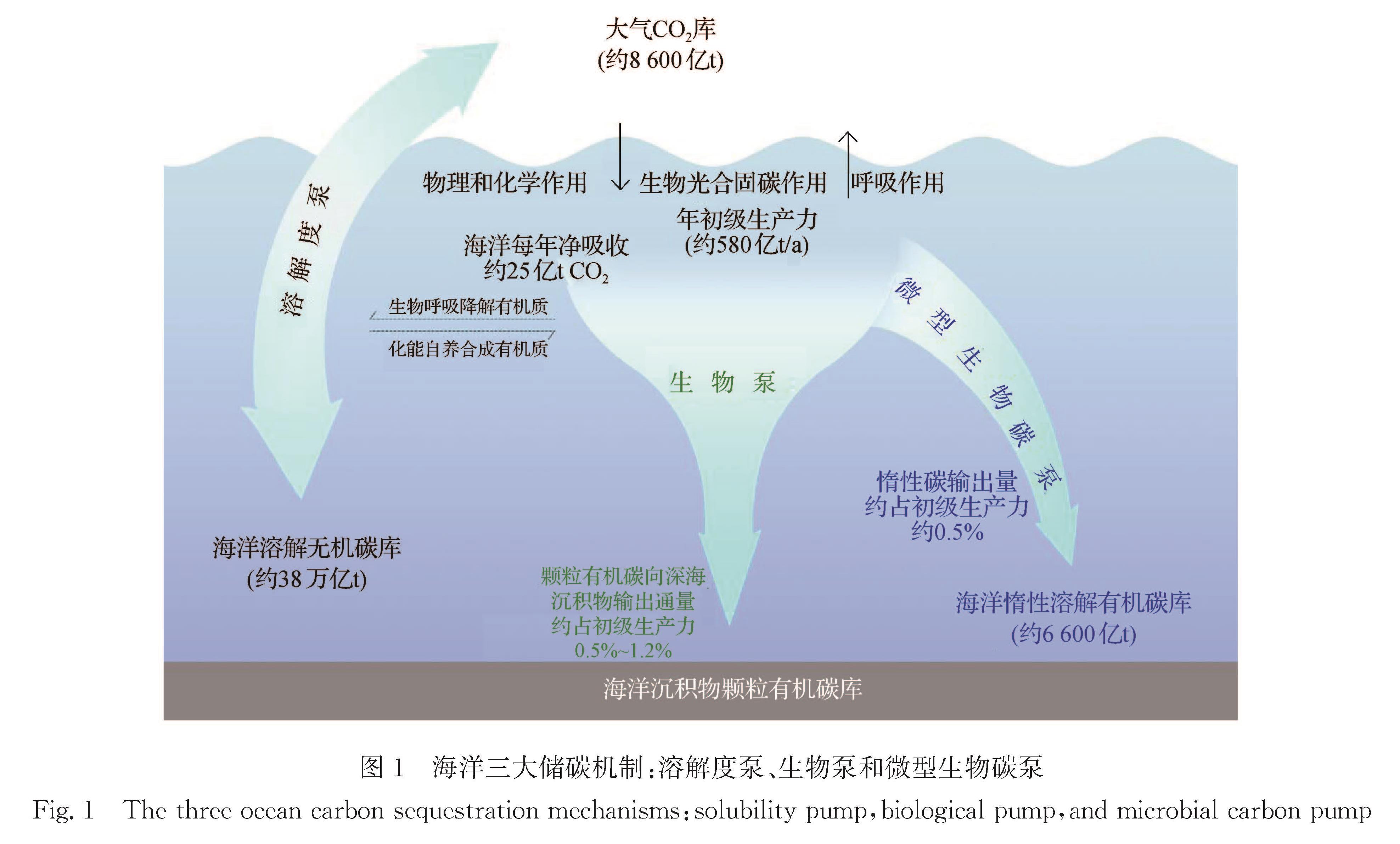 《厦门大学学报（自然科学版）》